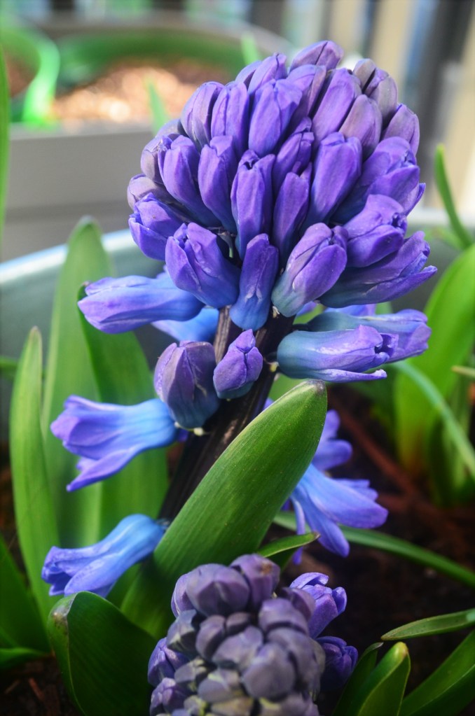 Garden Talk: Why You Should Plant Hyacinths