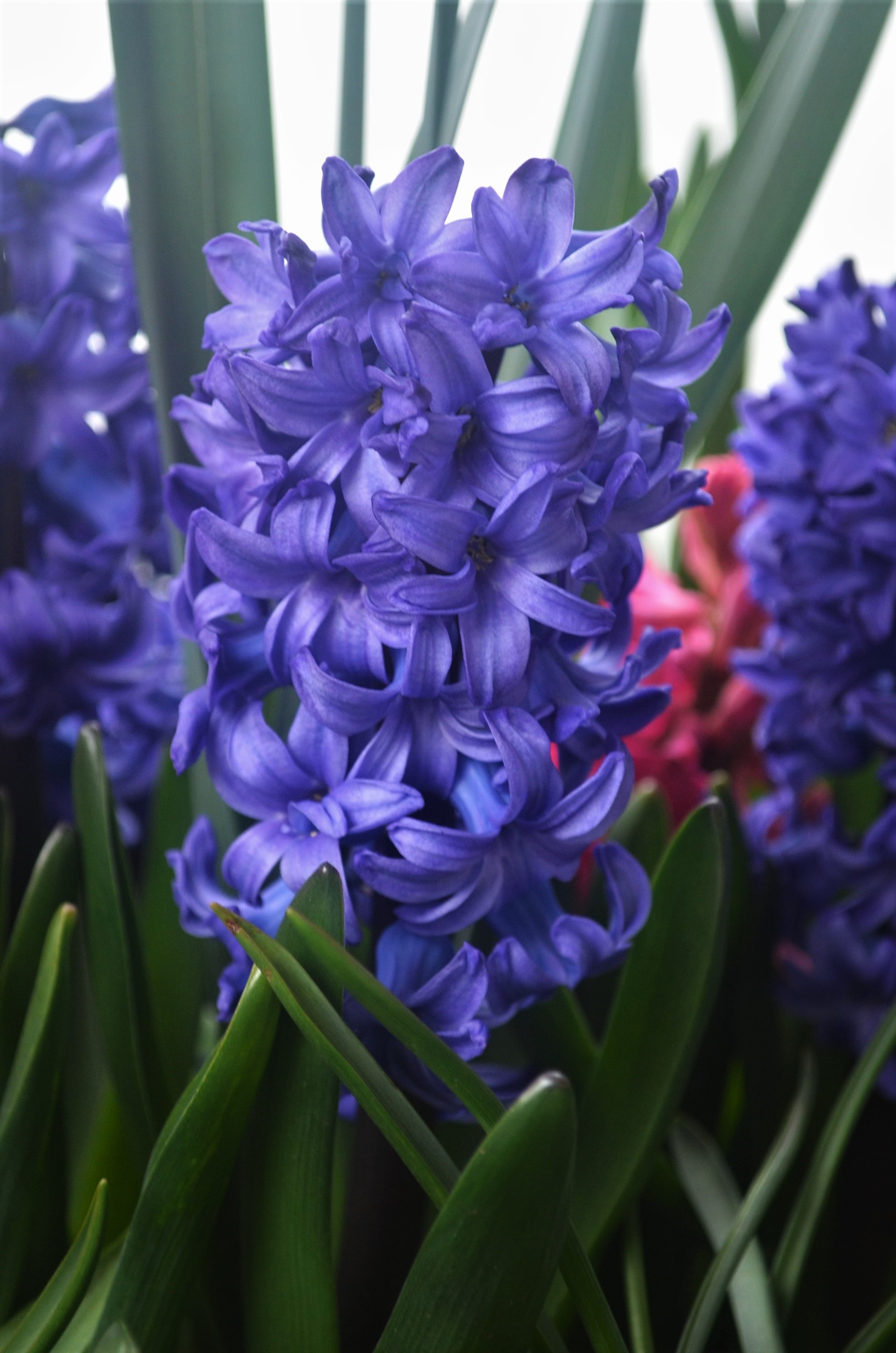Garden Talk: Why You Should Plant Hyacinths