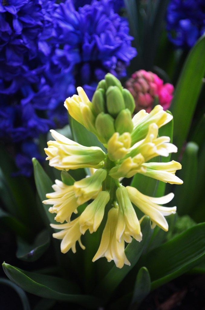 Garden Talk: Why You Should Plant Hyacinths